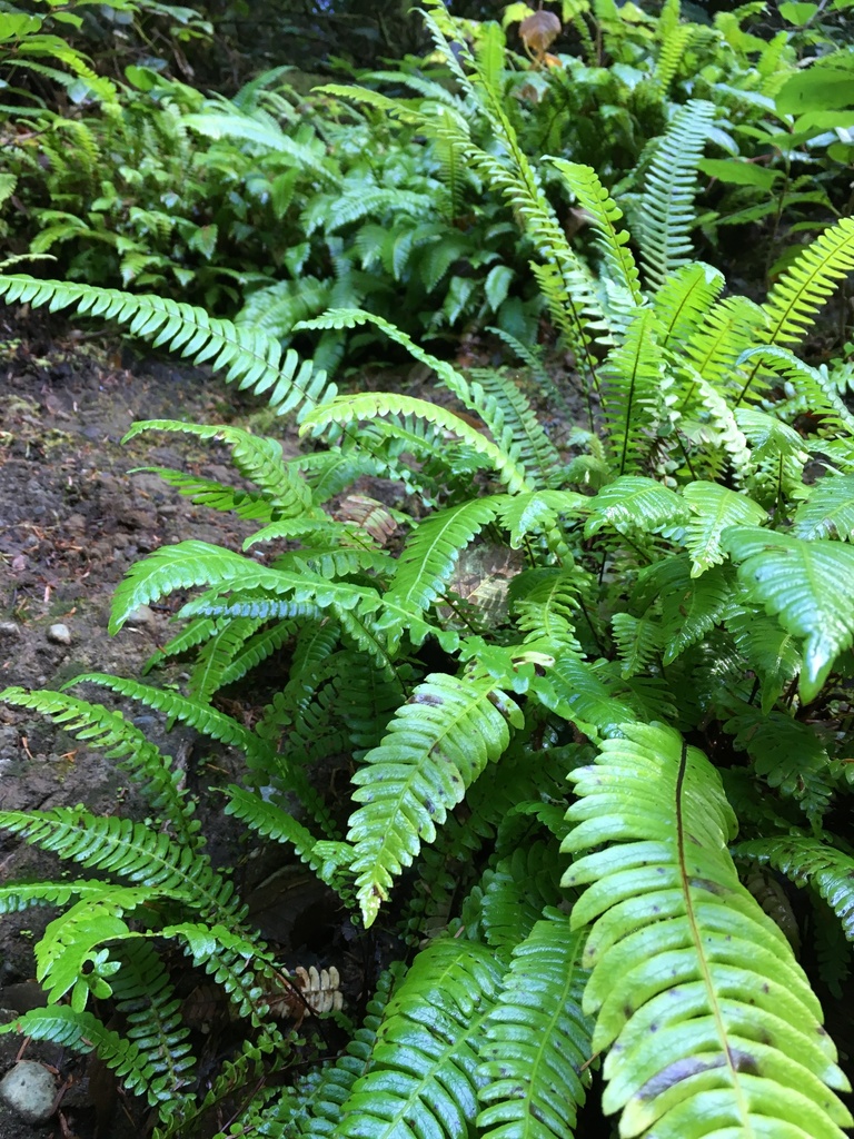 deer fern from Capital, BC, Canada on October 11, 2018 at 01:47 PM by ...