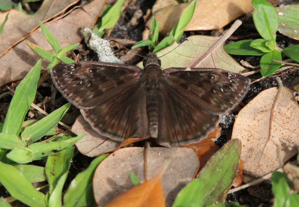 Horace's Duskywing from Davie, FL, USA on January 20, 2024 at 11:24 AM ...