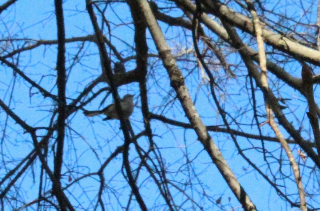 Northern Mockingbird from Hoover, AL, USA on January 19, 2024 at 10:20 ...