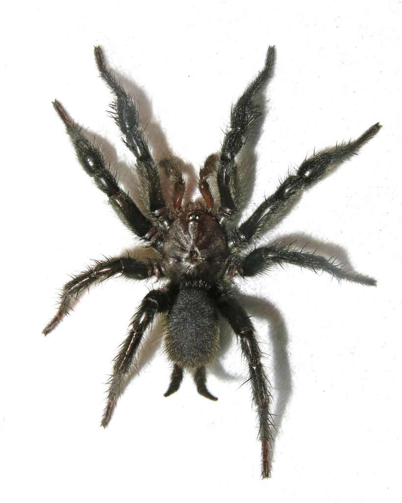 Phyxioschema raddei from Sarakhs, Razavi Khorasan Province, Iran on ...