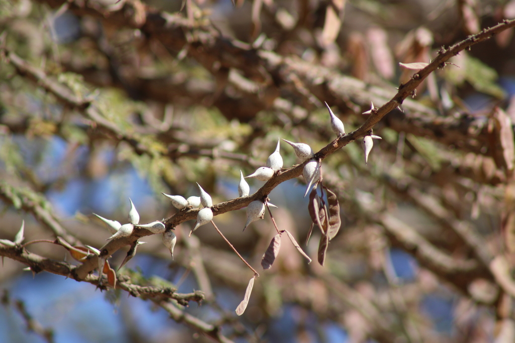 thorn trees from Hargeisa, Somalia on December 3, 2022 at 11:17 PM by ...