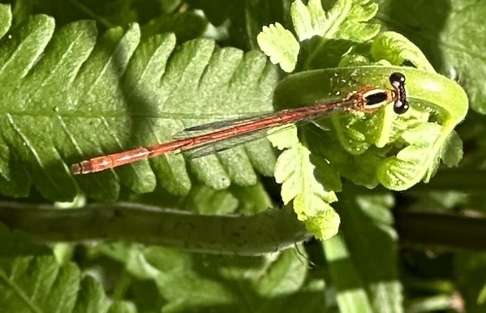 Red-tipped Shadefly from Cherry La, Belli Park, QLD, AU on January 21 ...