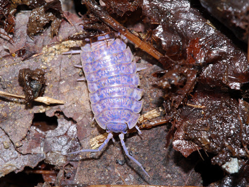 Invertebrate iridescent virus 31 from Governor Bridge Natural Area on ...