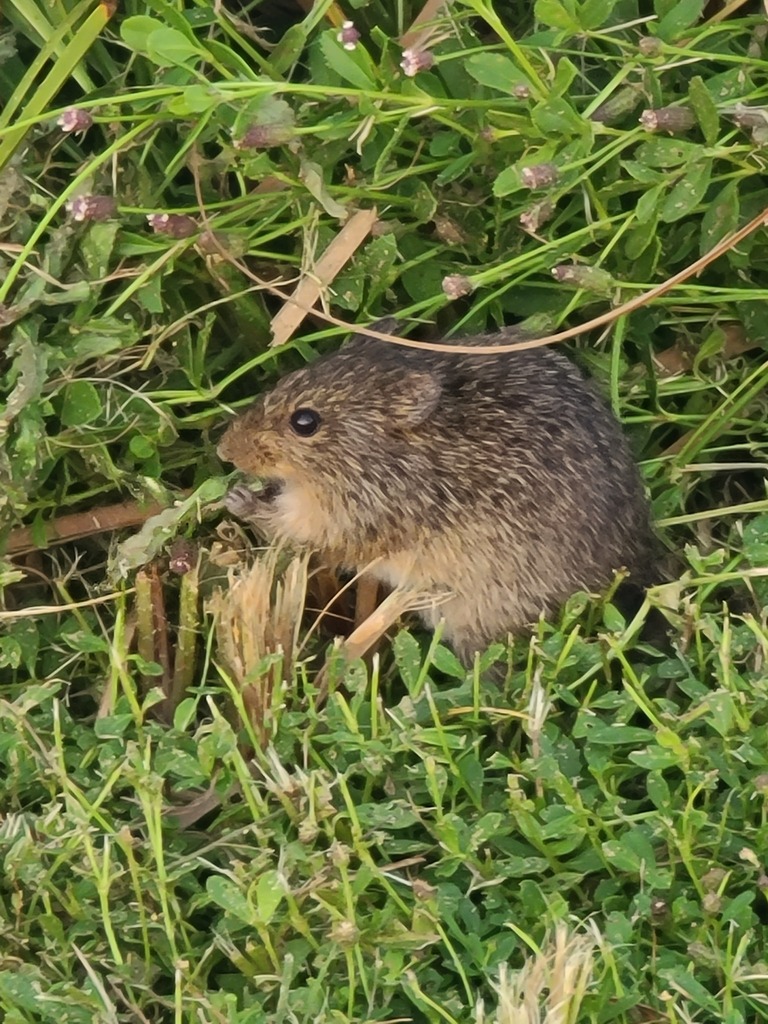 Hispid Cotton Rat from Gulf State Park, 20115 State Park Rd, Gulf Shores, AL 36542, USA on July ...