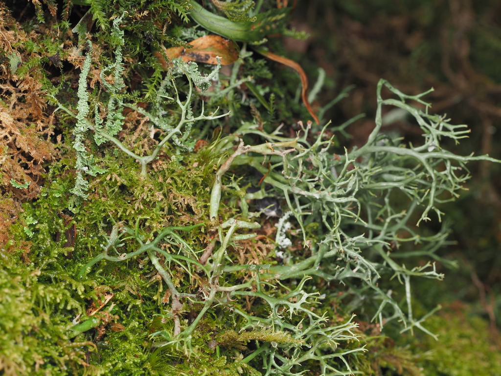 common lichens from Bealey Valley Track, Arthur's Pass National Park ...
