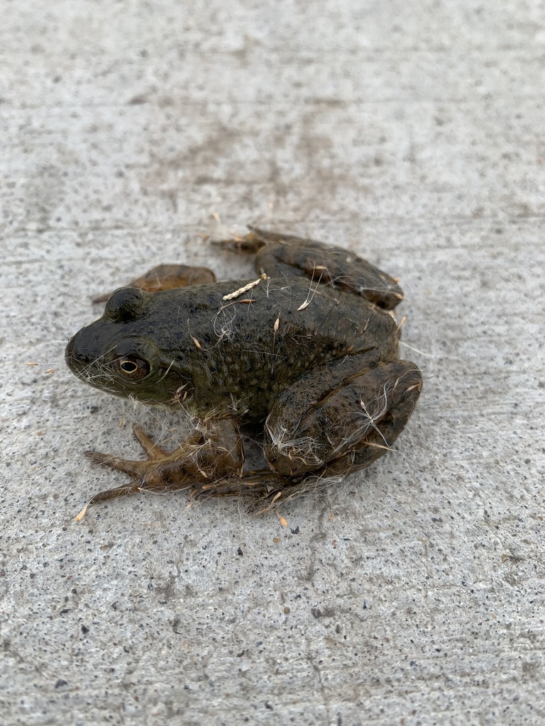 American Bullfrog from Steep Climb Ct, Reno, NV, US on November 17 ...