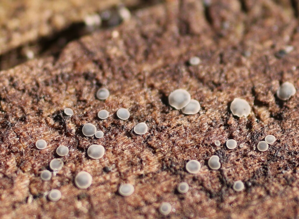 common grey disco from Rancho Santa Margarita, CA, USA on January 19 ...