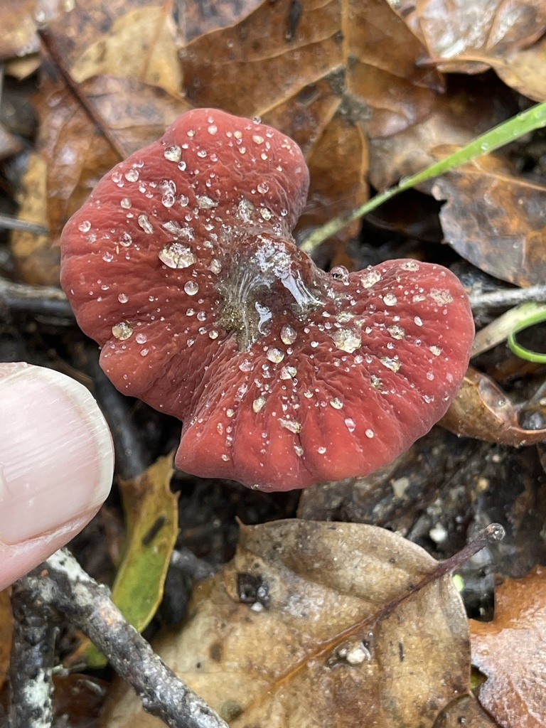 red pinwheel from Garland Ranch Regional Park, Carmel Valley, CA, US on ...
