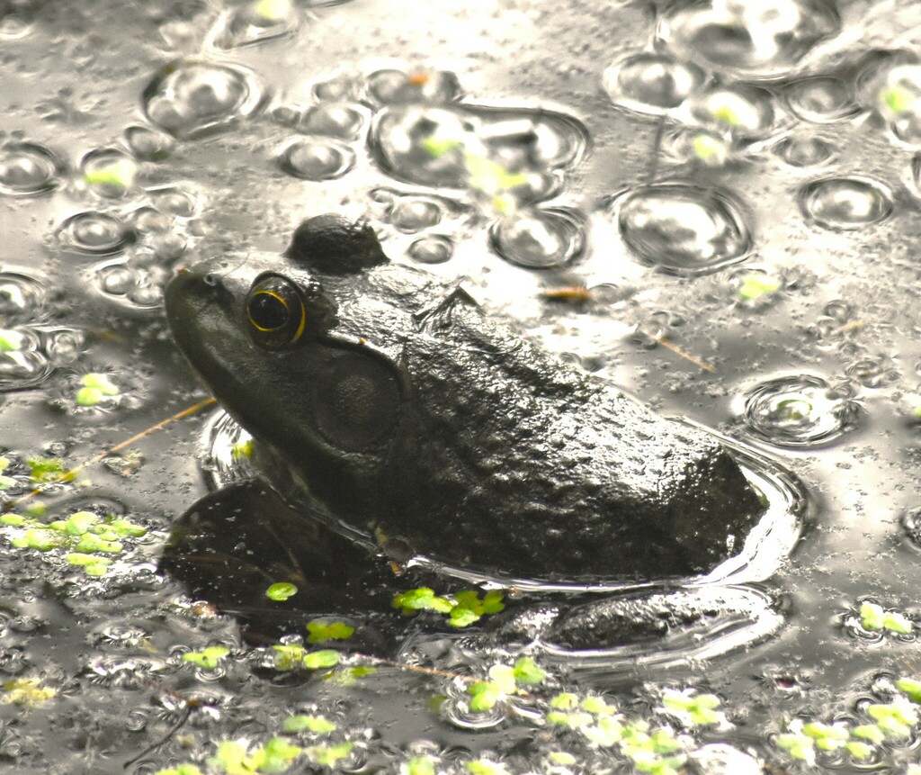 American Bullfrog from Upper Schuykill Valley Park on May 20, 2023 at ...