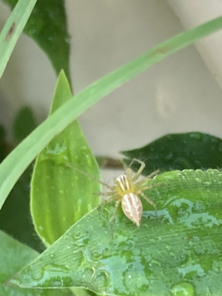 Grass lynx spiders from Burraneer Rd, Coomba Park, NSW, AU on January ...