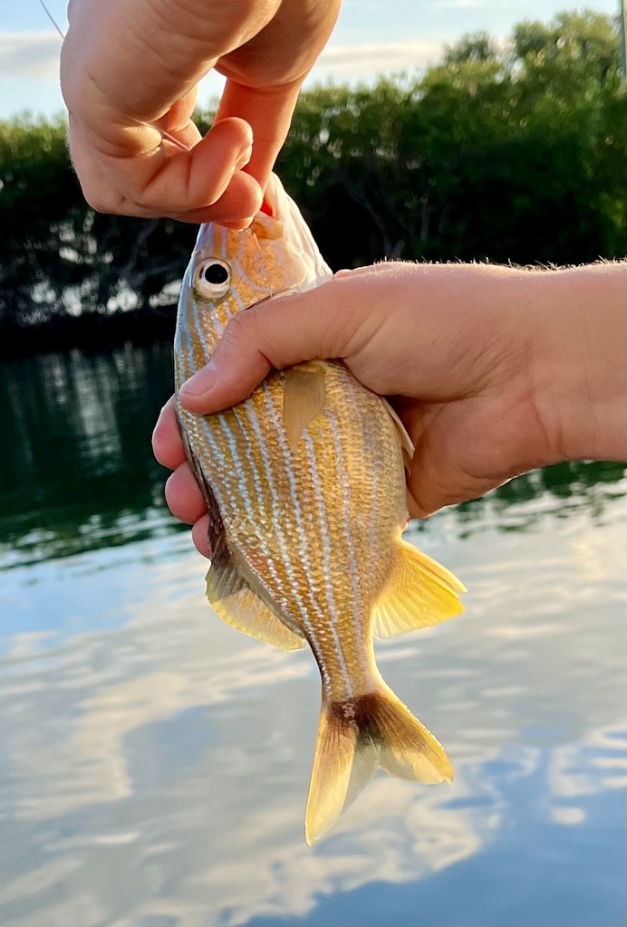 Bluestriped Grunt from Key Largo, Tavernier, FL, US on January 20, 2024 ...