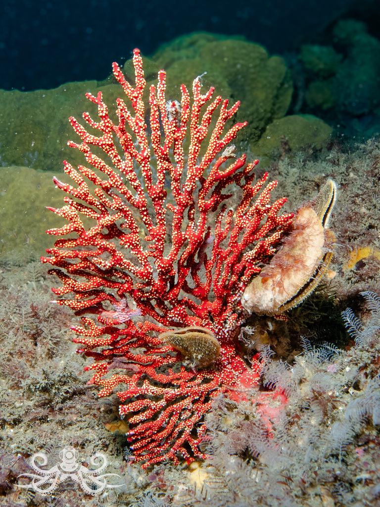 Melithaea zimmeri from Sydney NSW, Australia on January 20, 2024 at 11: ...