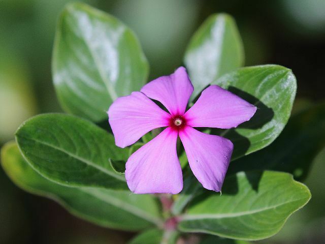 Madagascar Periwinkle from Chapel Trail Nature Preserve, 19800 Sheridan ...