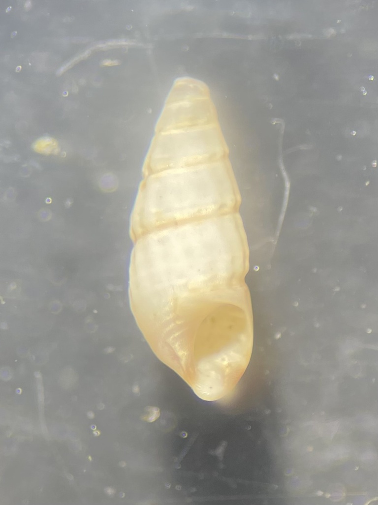Grass Cerith from Indian River Lagoon, Rockledge, FL, US on January 20 ...