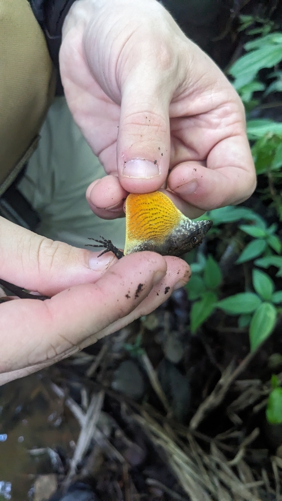 Stream Anole from 500 metros norte del cruce La Primavera 1, Limón ...