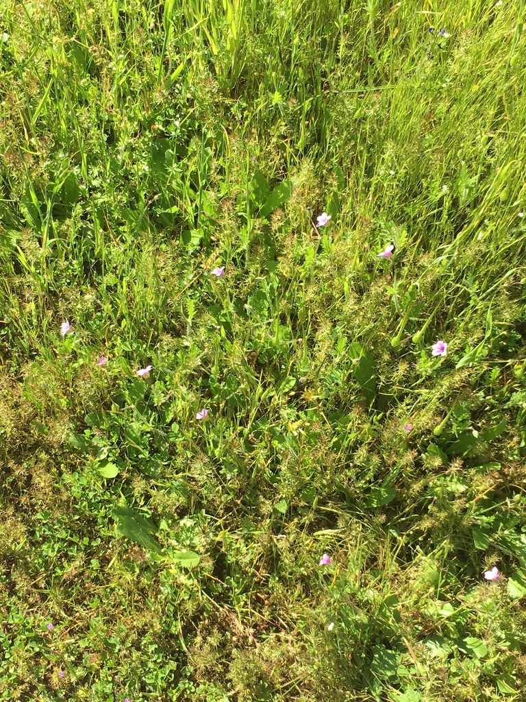 Geranium family from Almaden Quicksilver County Park, San Jose, CA, US ...