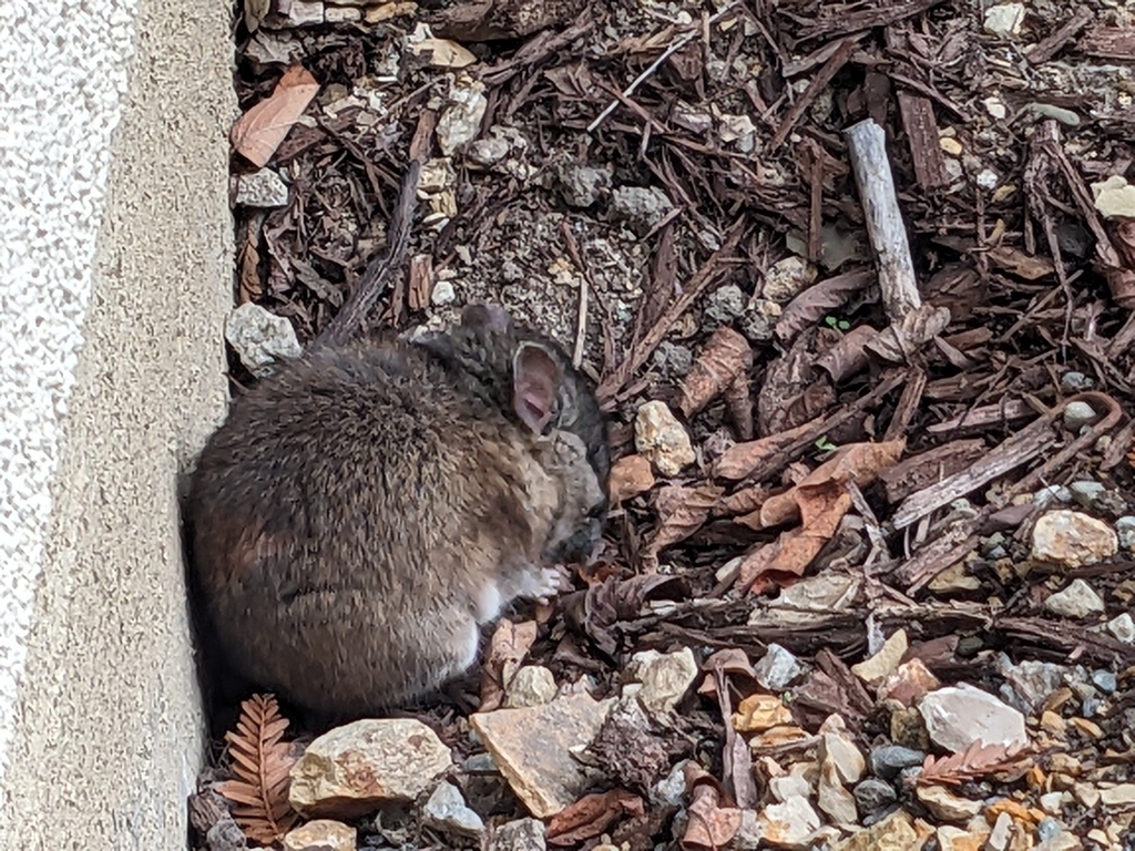 Dusky-footed Woodrat from Scotts Valley, CA, USA on January 18, 2024 at ...