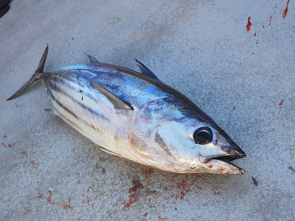 Skipjack Tuna from North Pacific Ocean, Kalaoa, HI, US on May 13, 2023 at 07:38 AM by diomedea ...