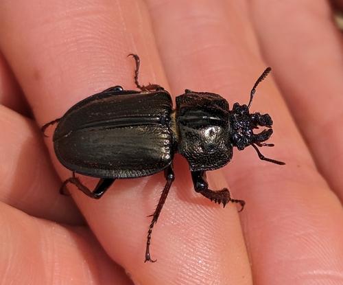 Genus Safrina · iNaturalist