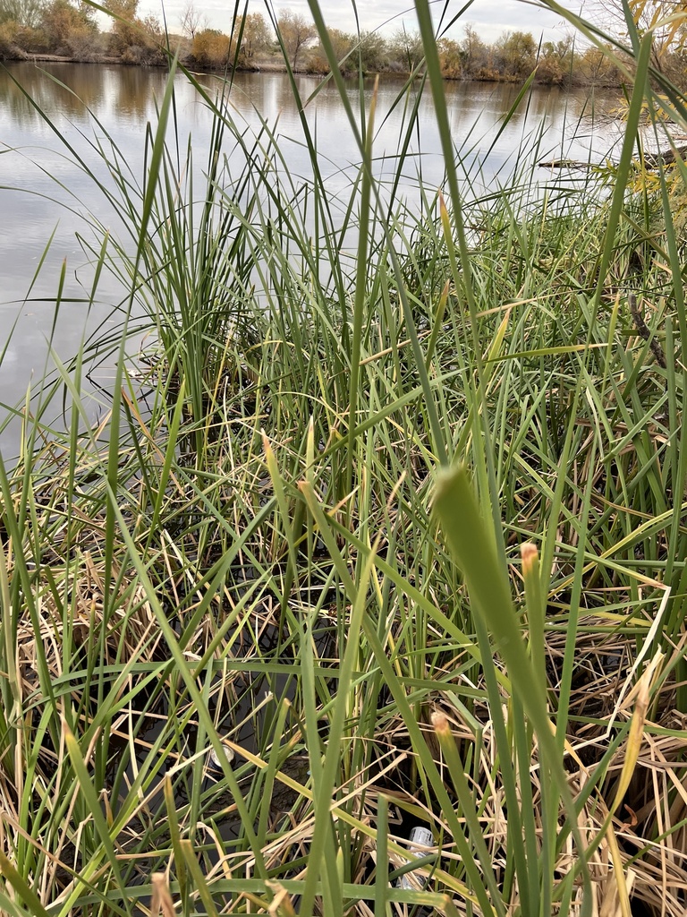 Cattails from Gila River, Tolleson, AZ, US on January 20, 2024 at 01:23 ...