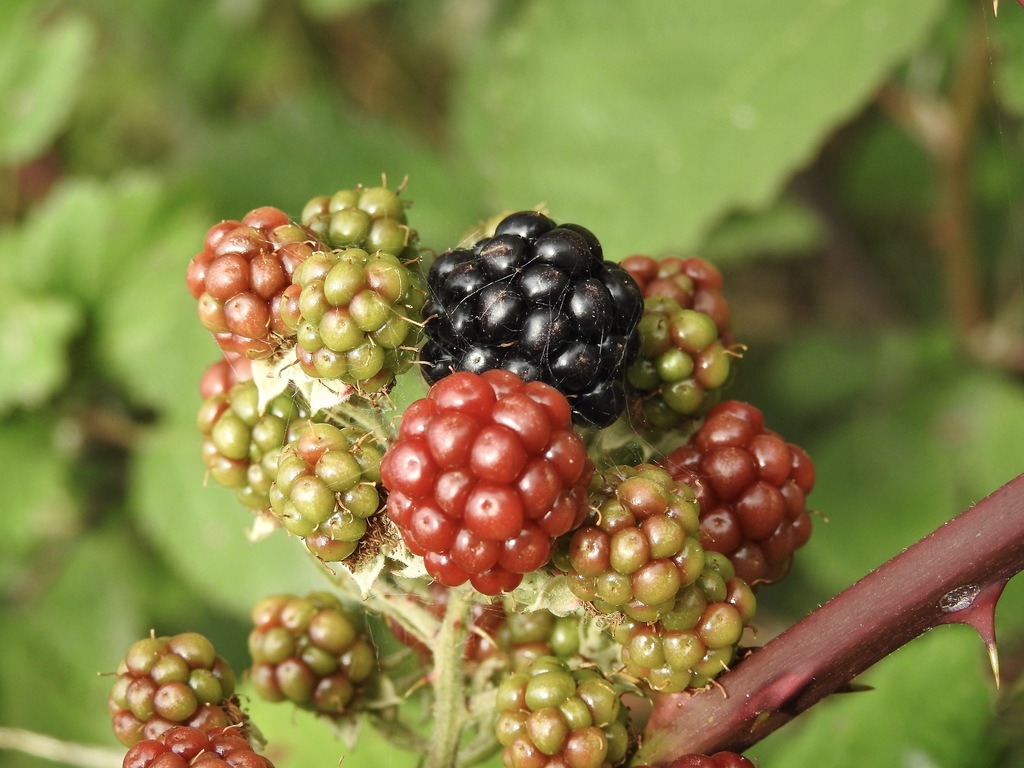 European blackberry complex from Mornington Railway, VIC, Australia on ...