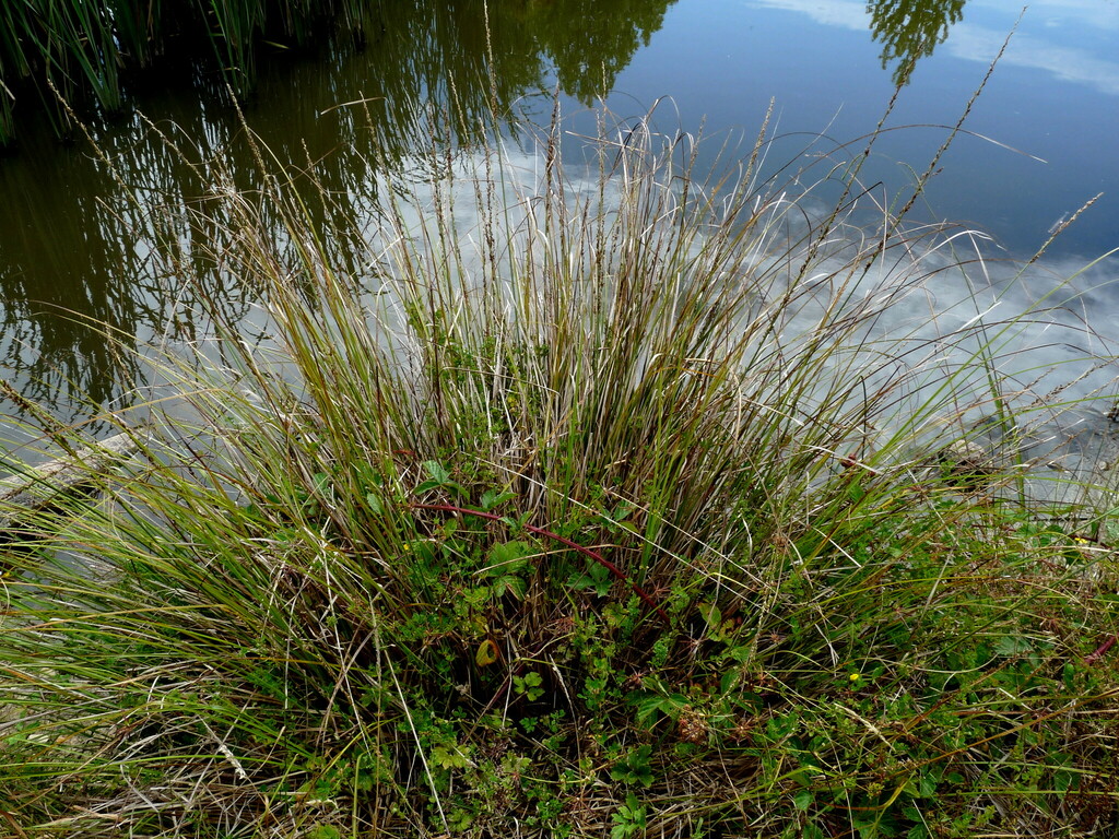 swamp sedge from Upper Moutere, New Zealand on January 21, 2024 at 10: ...