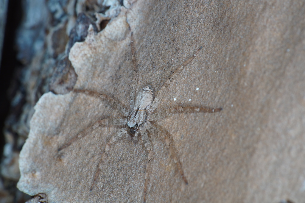 Crescent-eyed Spiders from Miami-Dade County, FL, USA on January 20 ...