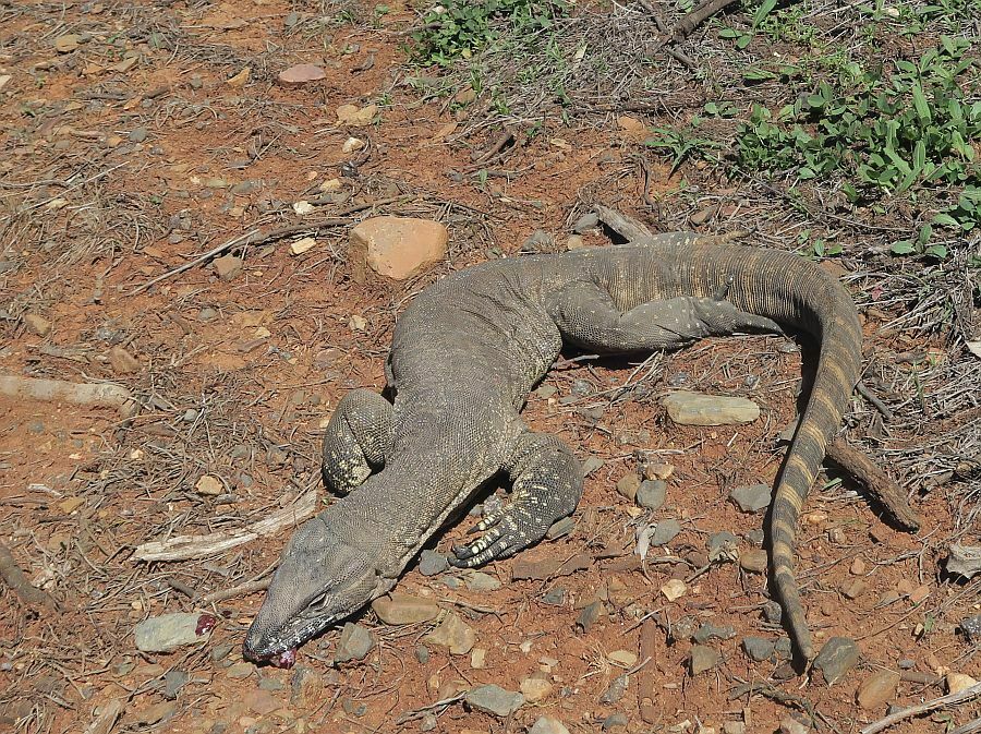 Southern Heath Monitor from Numeralla NSW 2630, Australia on January 18 ...