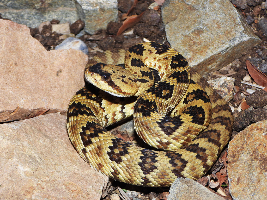Western Black-tailed Rattlesnake (Crotalus molossus) - Snakes and Lizards