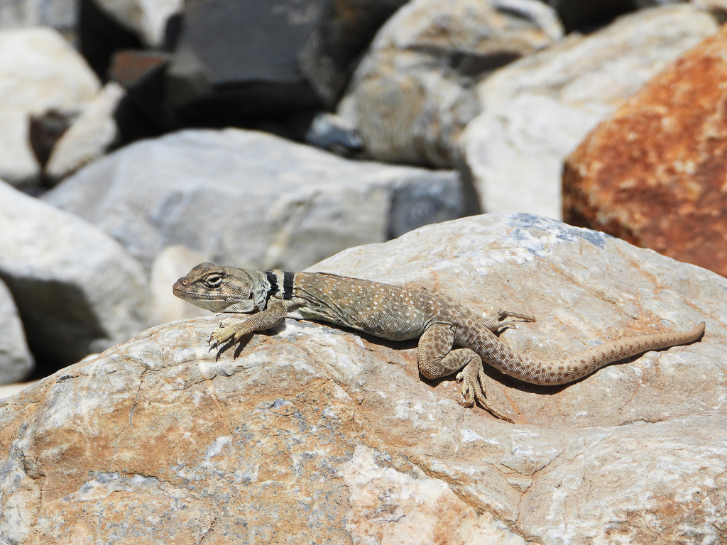 Desert Collared Lizard in May 2022 by diomedea_exulans_li · iNaturalist