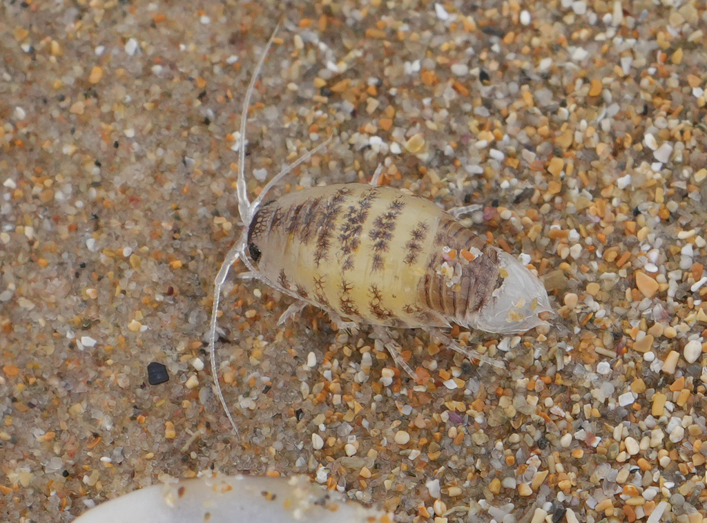 Pseudolana concinna from Latrobe, TAS, Australia on December 30, 2023 ...
