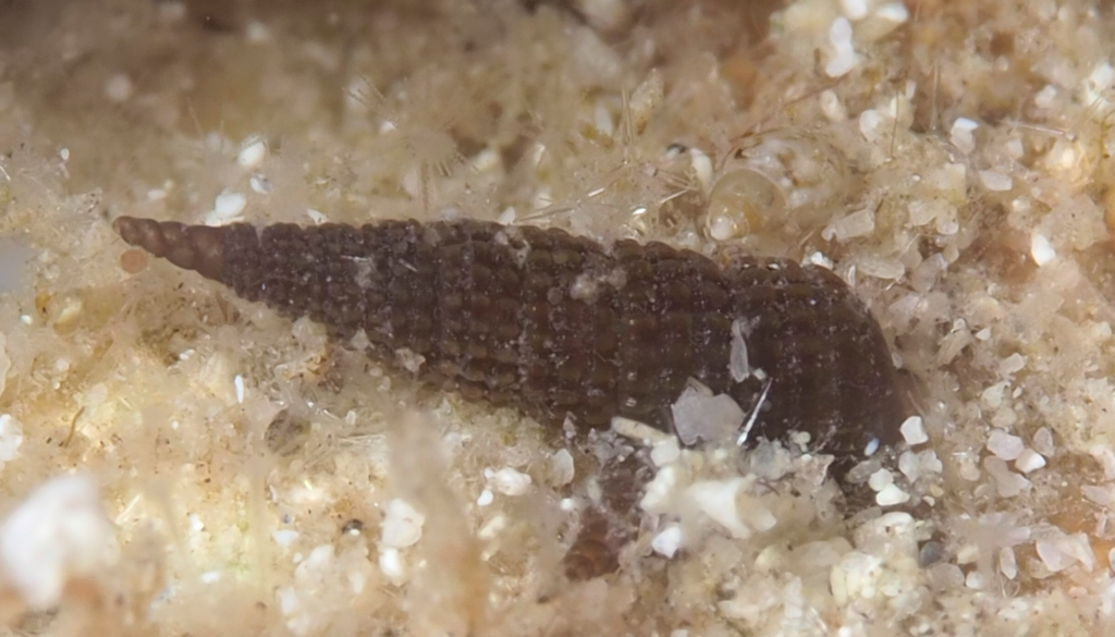 Cerithiopsidae from Marmion, AU-WA-JO, AU-WA, AU on January 20, 2024 at ...
