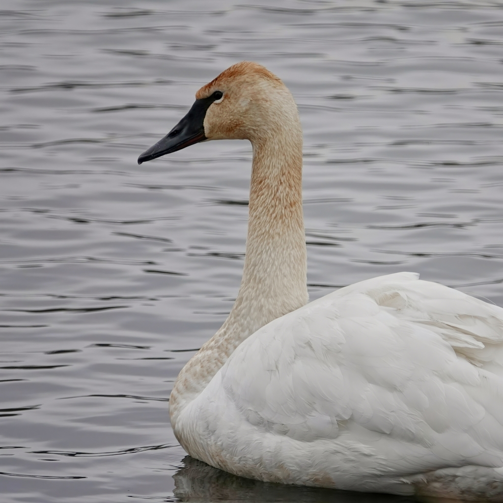 Trumpeter Swan from Summit, Ohio, United States on January 18, 2024 at ...
