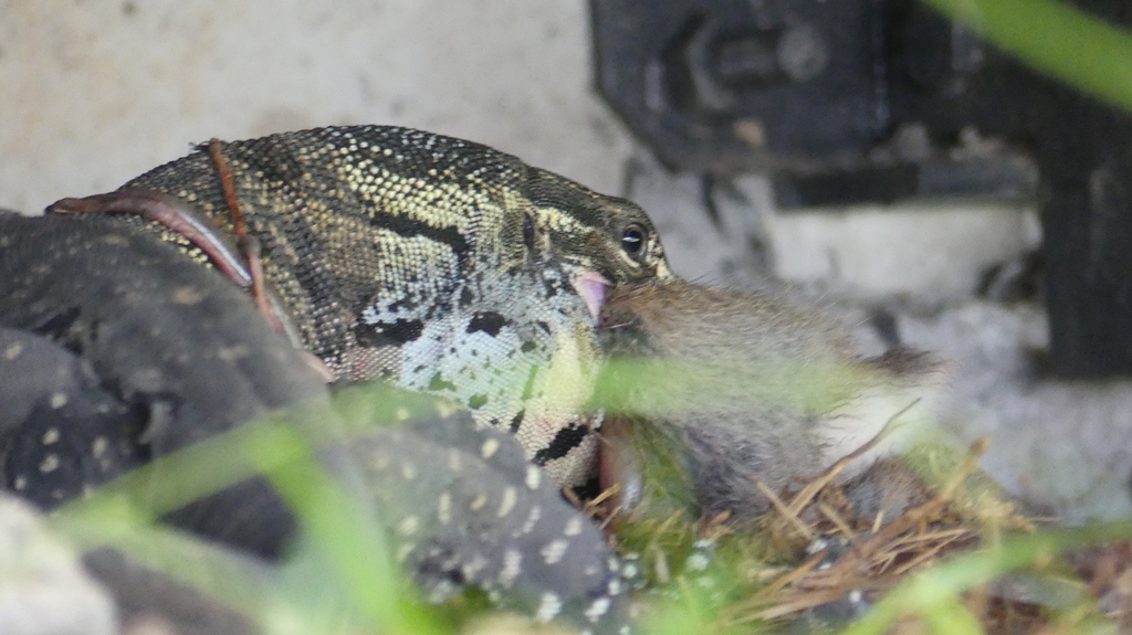 Lace Monitor in January 2024 by matthewlh. For the second time a Goanna ...