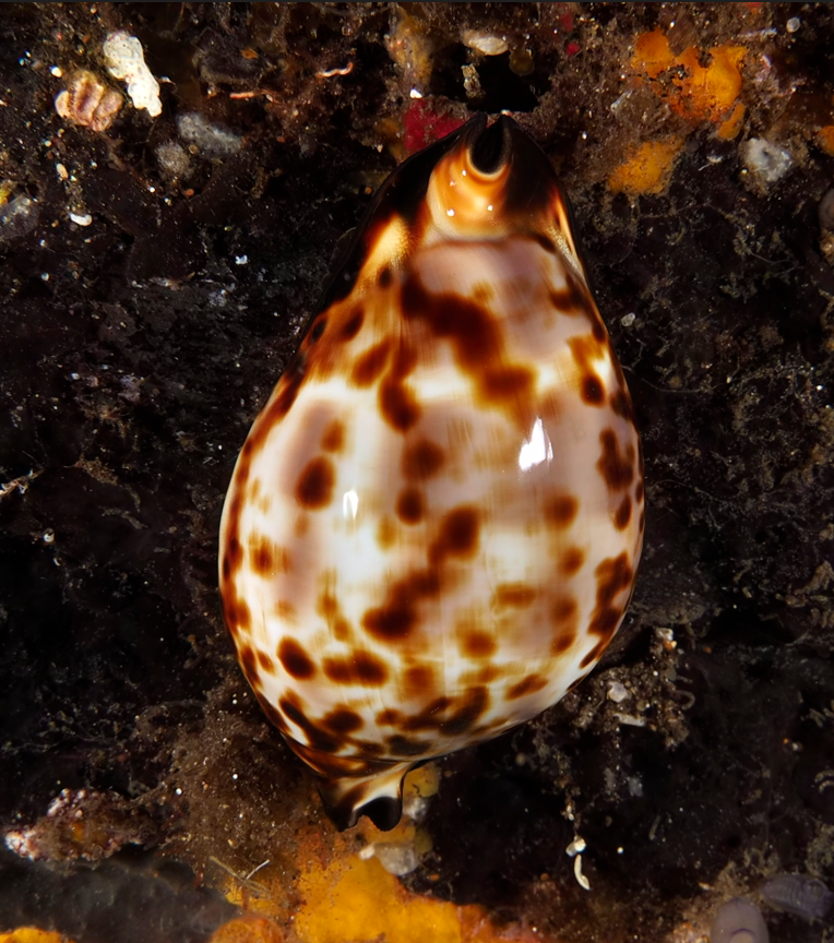 Zoila friendii from Busselton WA 6280, Australia on January 7, 2024 at ...