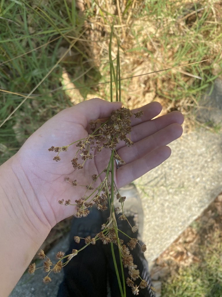 Juncus microcephalus from Mount St, Kelmscott, WA, AU on January 21 ...