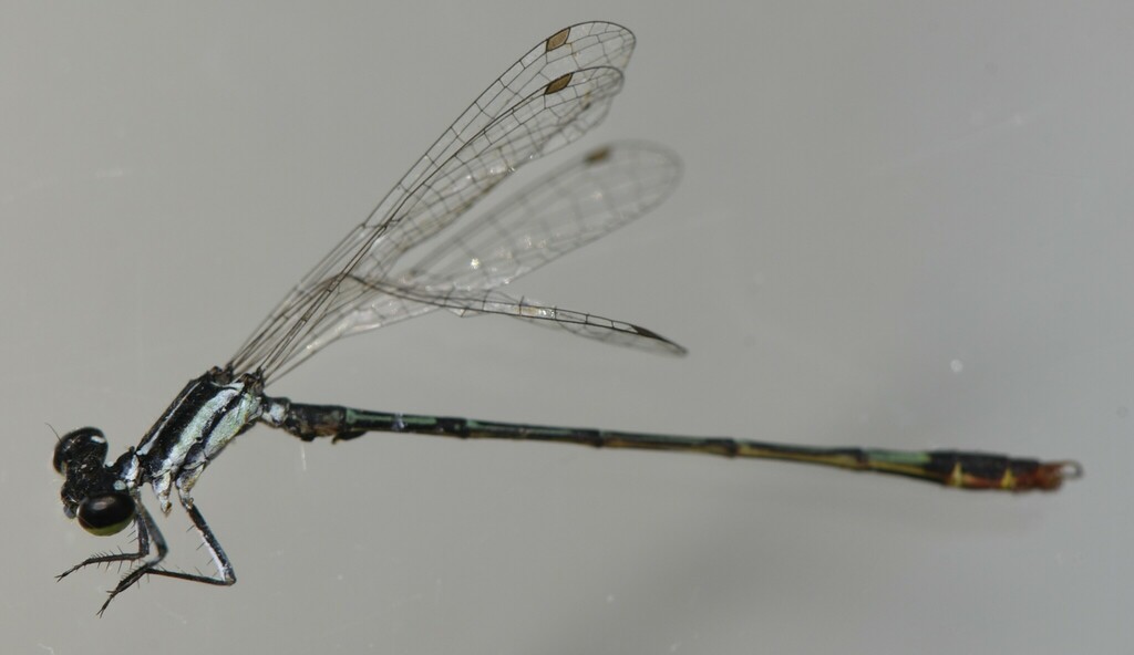Lesser Pincer-tailed Wisp in January 2024 by Rob Palmer · iNaturalist
