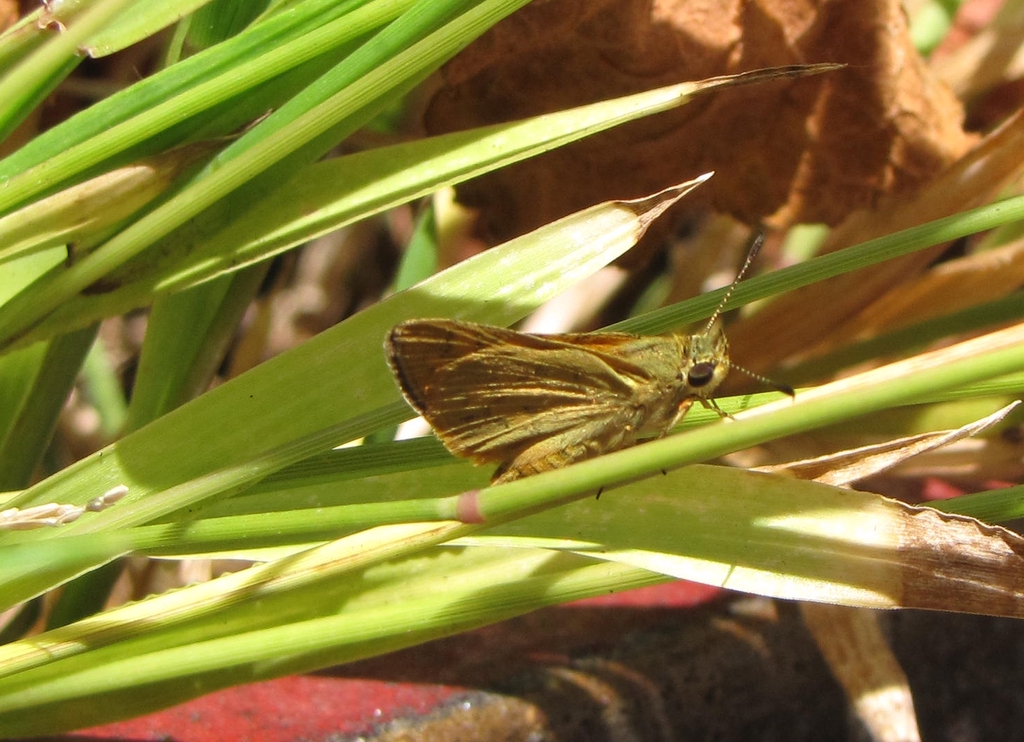 Yellow-banded Dart from Port Melbourne VIC 3207, Australia on January ...