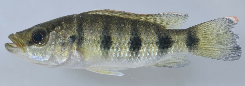Banded Jewelfish in January 2024 by Rob Palmer · iNaturalist
