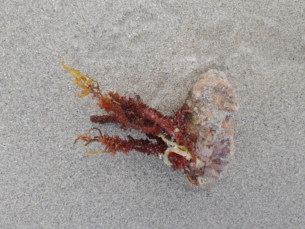 red algae from Portland VIC 3305, Australia on January 21, 2024 at 10: ...