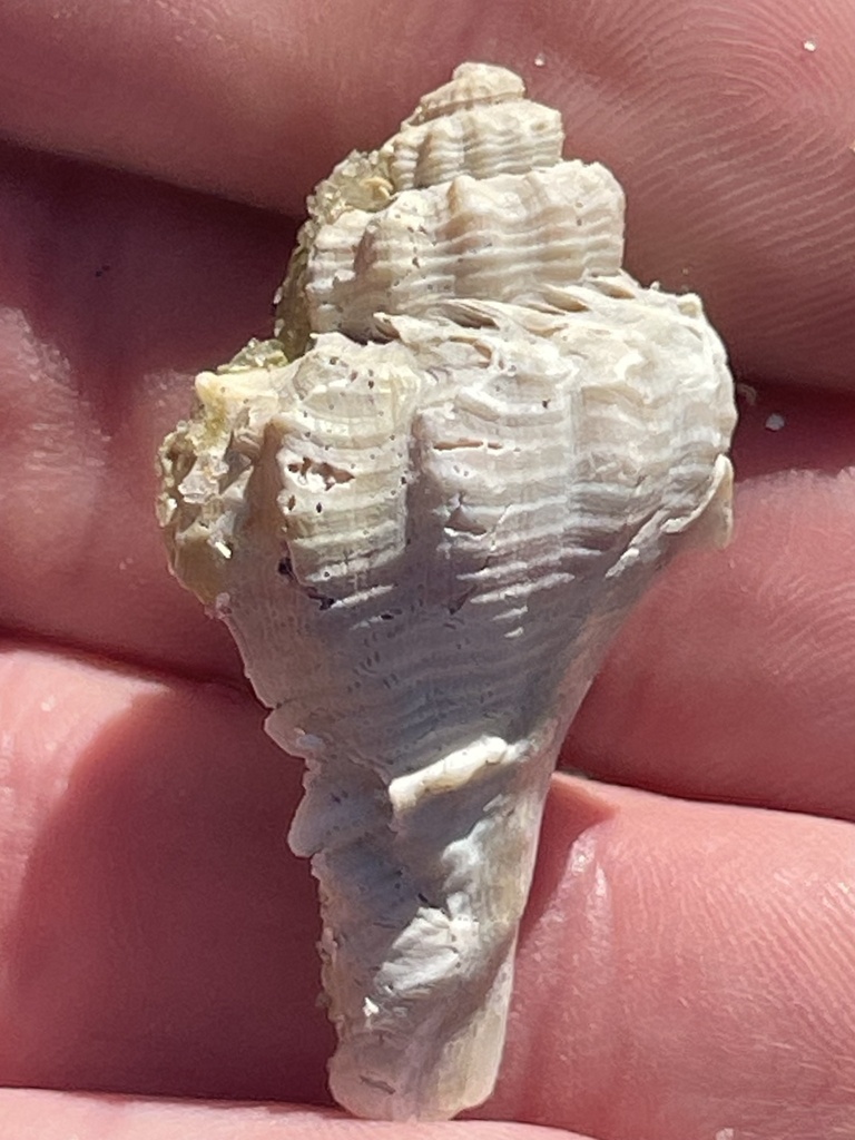 American Crown Conch from Pineda Cswy, Rockledge, FL, US on January 20 ...