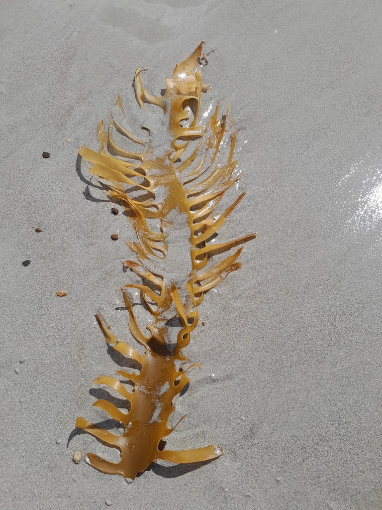 Common Kelp from Portland VIC 3305, Australia on January 21, 2024 at 10 ...