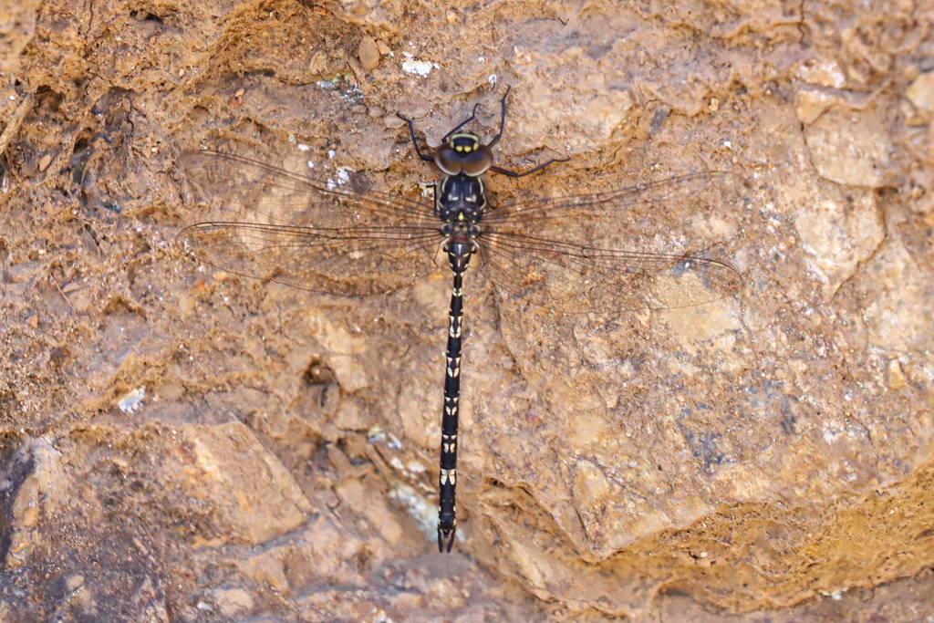 Multi-spotted Darner from Yalmy VIC 3885, Australia on January 21, 2024 ...