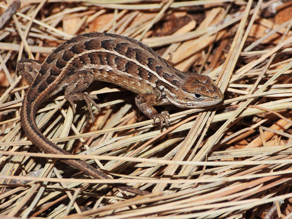 Slevin’s Bunch Grass Lizard in August 2023 by diomedea_exulans_li ...