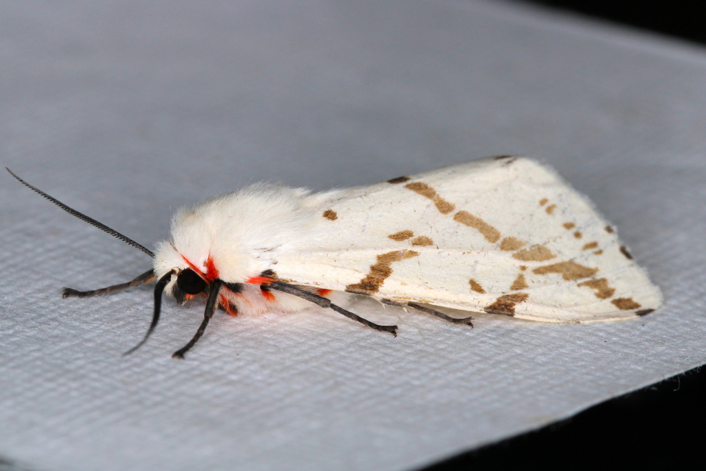 Light Ermine Moth from Sydney NSW, Australia on January 20, 2024 at 06: ...