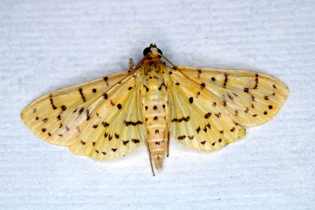 Yellow Peach Moth from Sydney NSW, Australia on January 20, 2024 at 06: ...