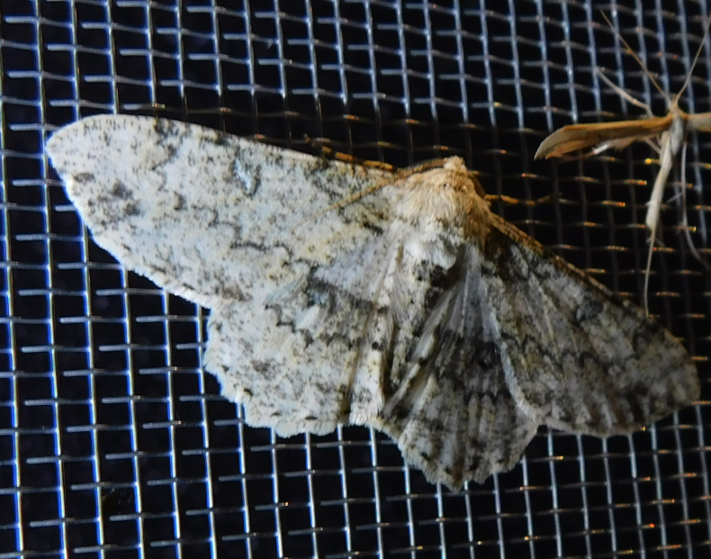 Citrus Looper from Domaszék, 6781 Hungary on July 9, 2023 at 04:35 AM ...