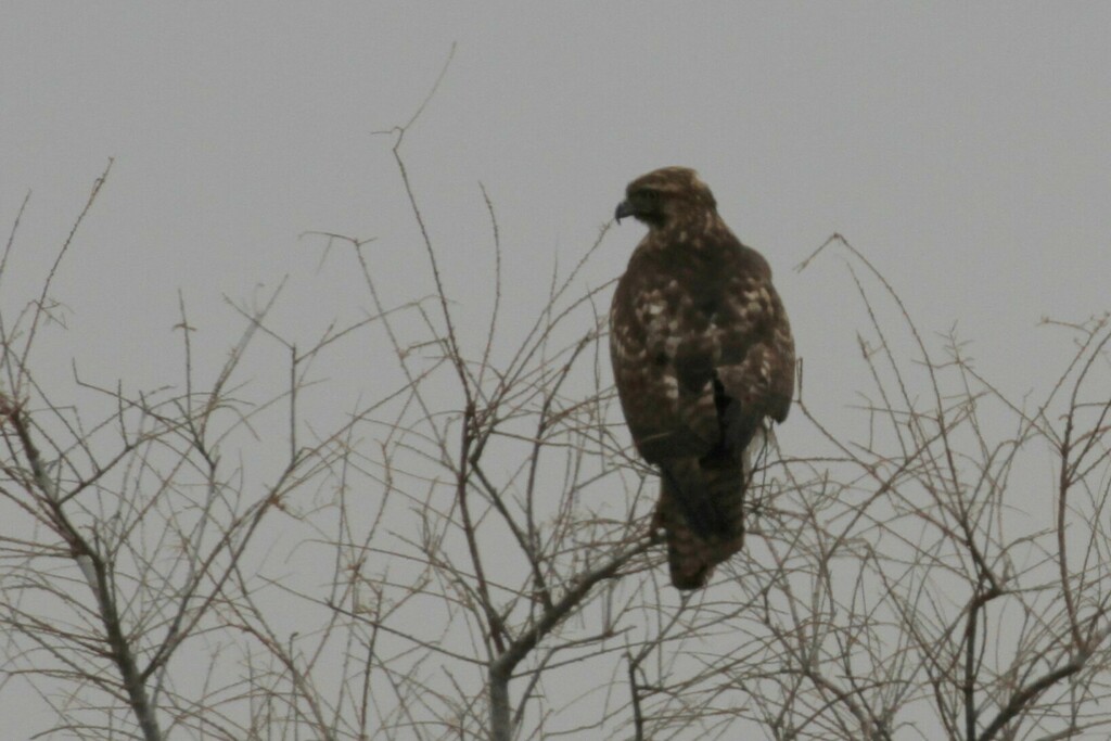 Red-tailed Hawk from Mexicali, B.C., México on January 20, 2024 at 11: ...