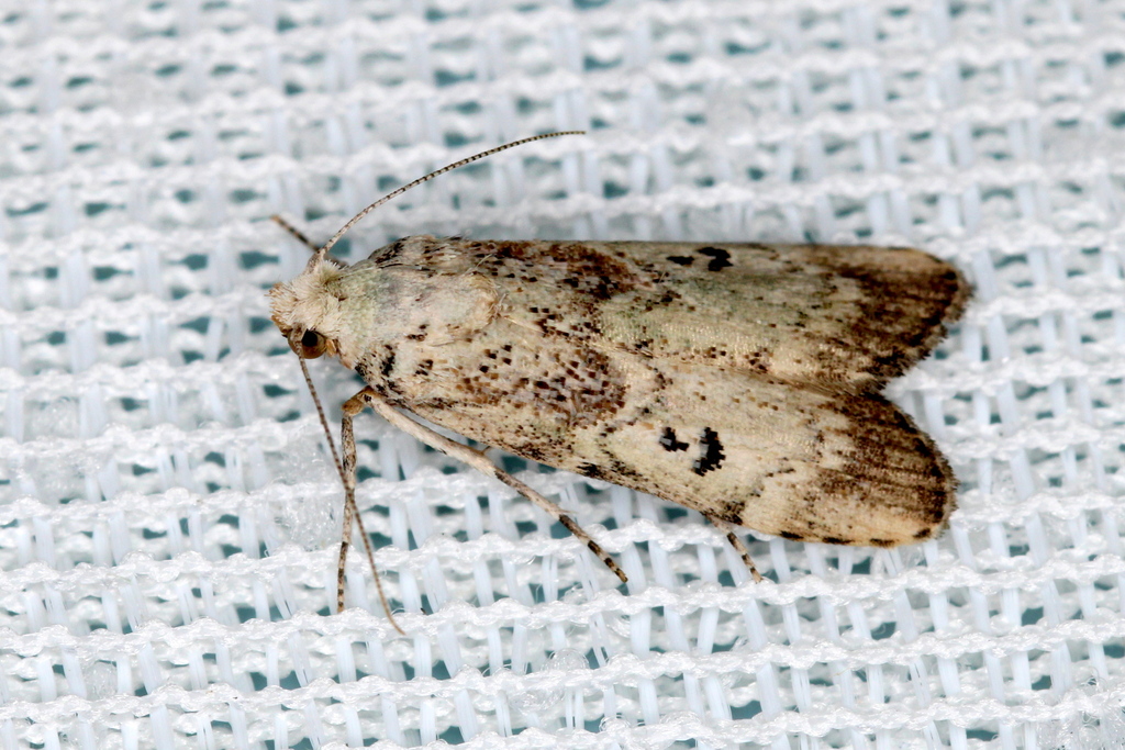 Heteromicta tripartitella from Sydney NSW, Australia on January 20 ...