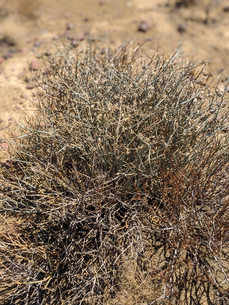 Calicorema capitata from Karas Region, Namibia on December 31, 2023 at ...